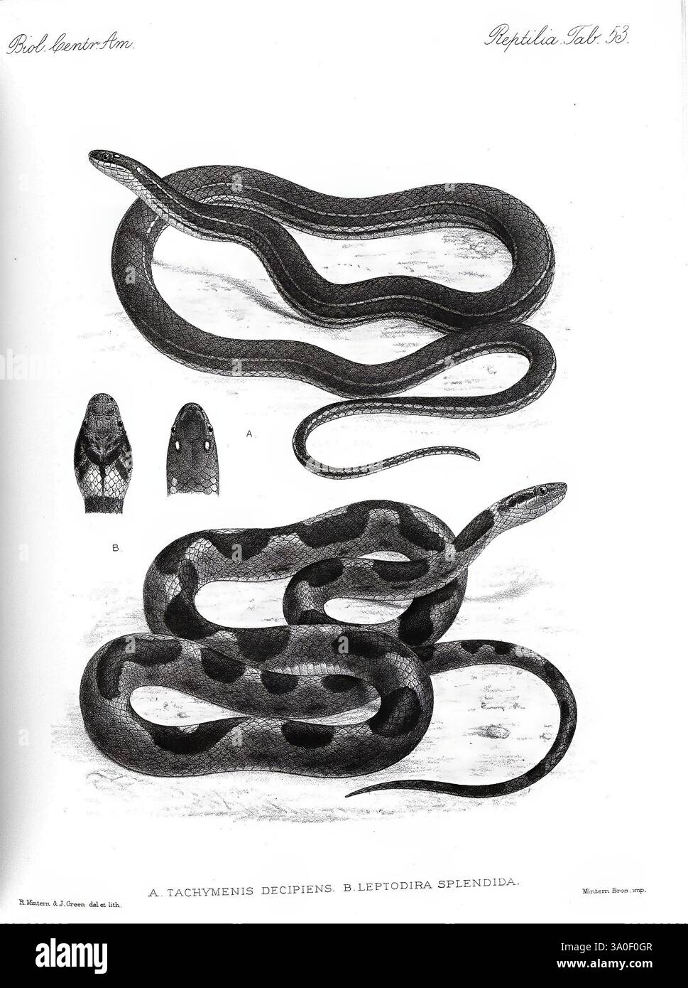 Biologia Centrali-Americana, London, 1879-1915. Archaeology, Botany ...