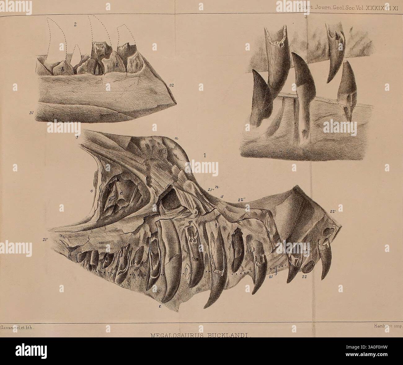 Additional angles of individual teeth hi-res stock photography and ...