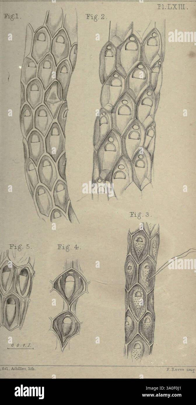 Sampled specimens hi-res stock photography and images - Alamy