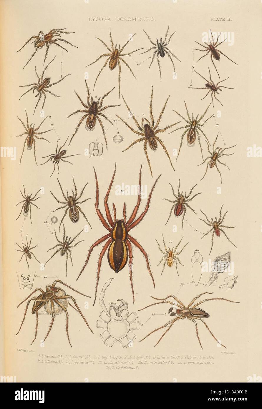 Diverse array of spider species hi-res stock photography and images - Alamy