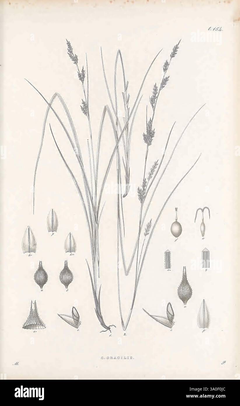 Illustrations of the genus Carex, London, William Pamplin, 1858-1867 ...