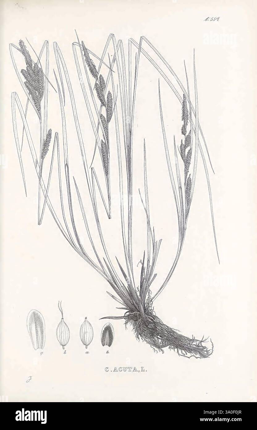 Illustrations of the genus Carex, London, William Pamplin, 1858-1867 ...