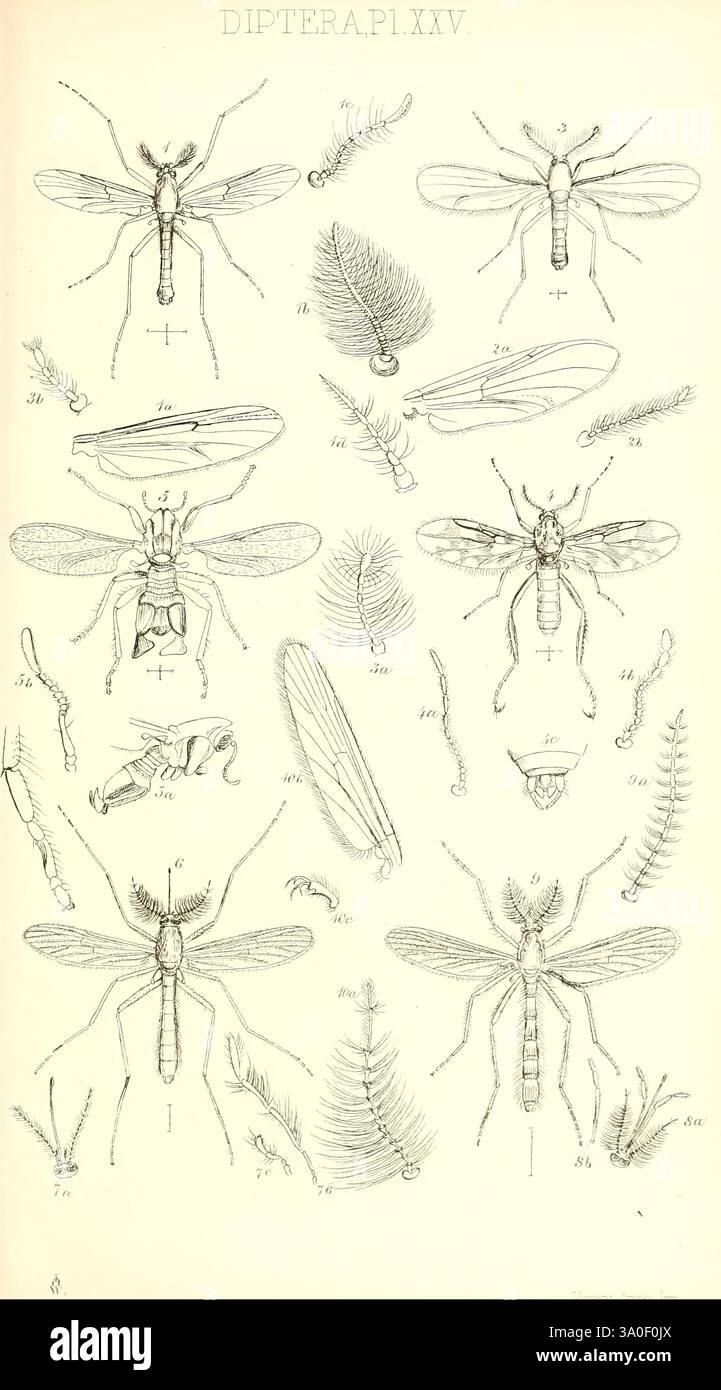 Insecta Britannica, Diptera, by Francis Walker. London, Reeve and ...