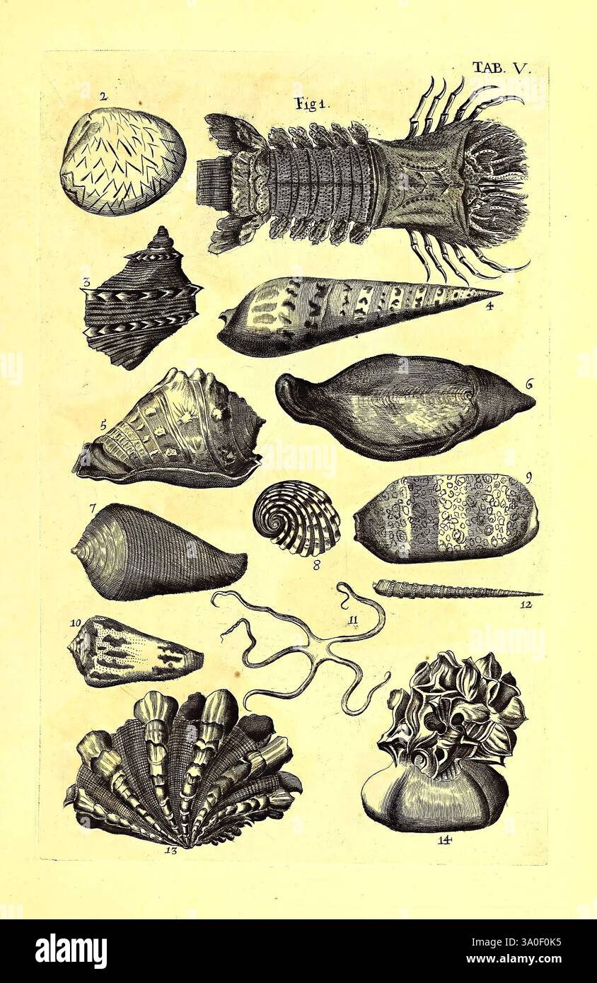 Jacobi, Petiveri, Opera, Historiam, Naturalem, Spectantia, London ...