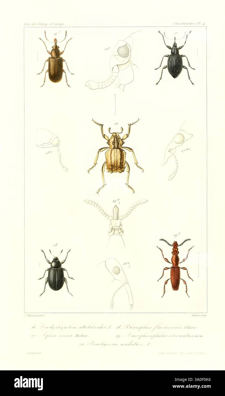Smaller representations of different beetle types hi-res stock ...
