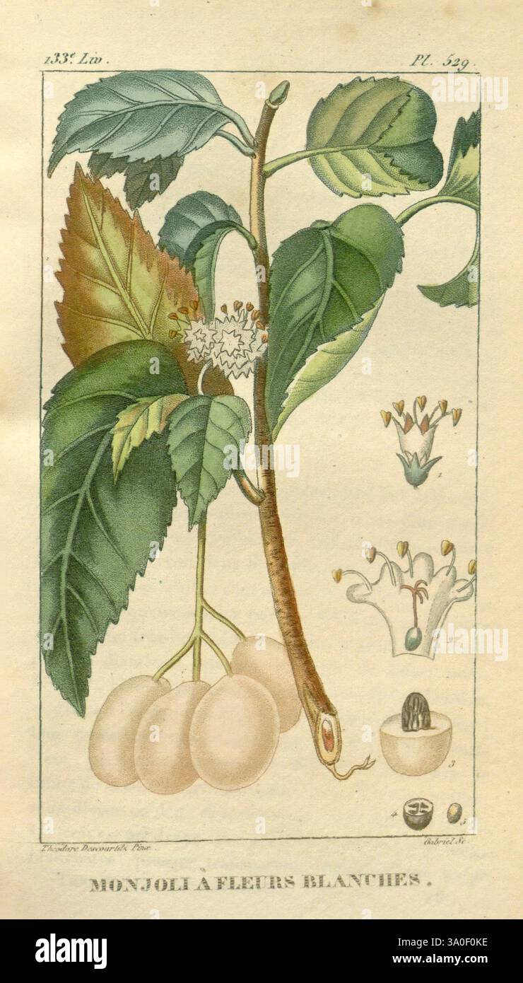 Flore médicale des Antilles, ou, Traité des plantes usuelles, Paris ...