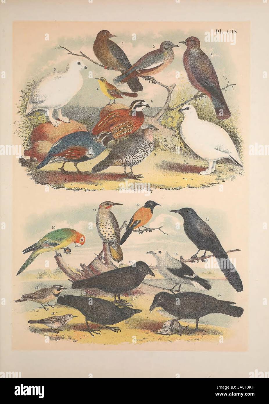 Neocorys hi-res stock photography and images - Alamy