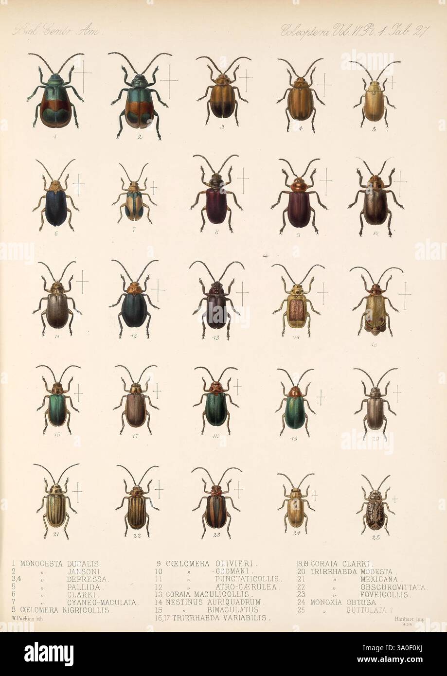 Detailed collection of various beetle species hi-res stock photography ...