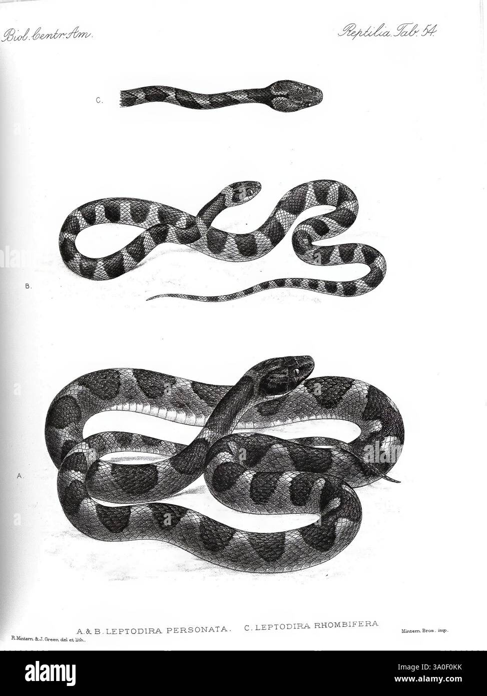 Showcasing three distinct species of snakes hi-res stock photography ...