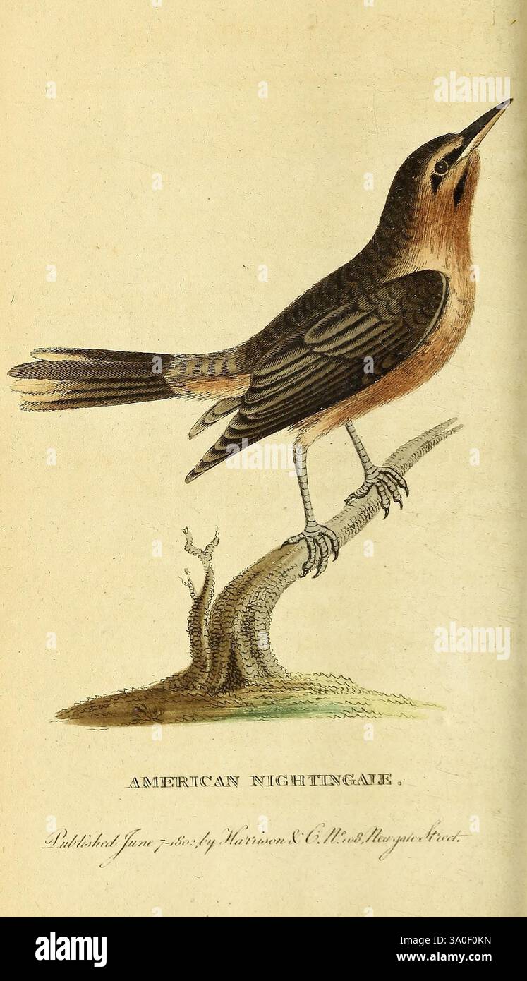 The Naturalist's Pocket Magazine, or Compleat Cabinet of the ...
