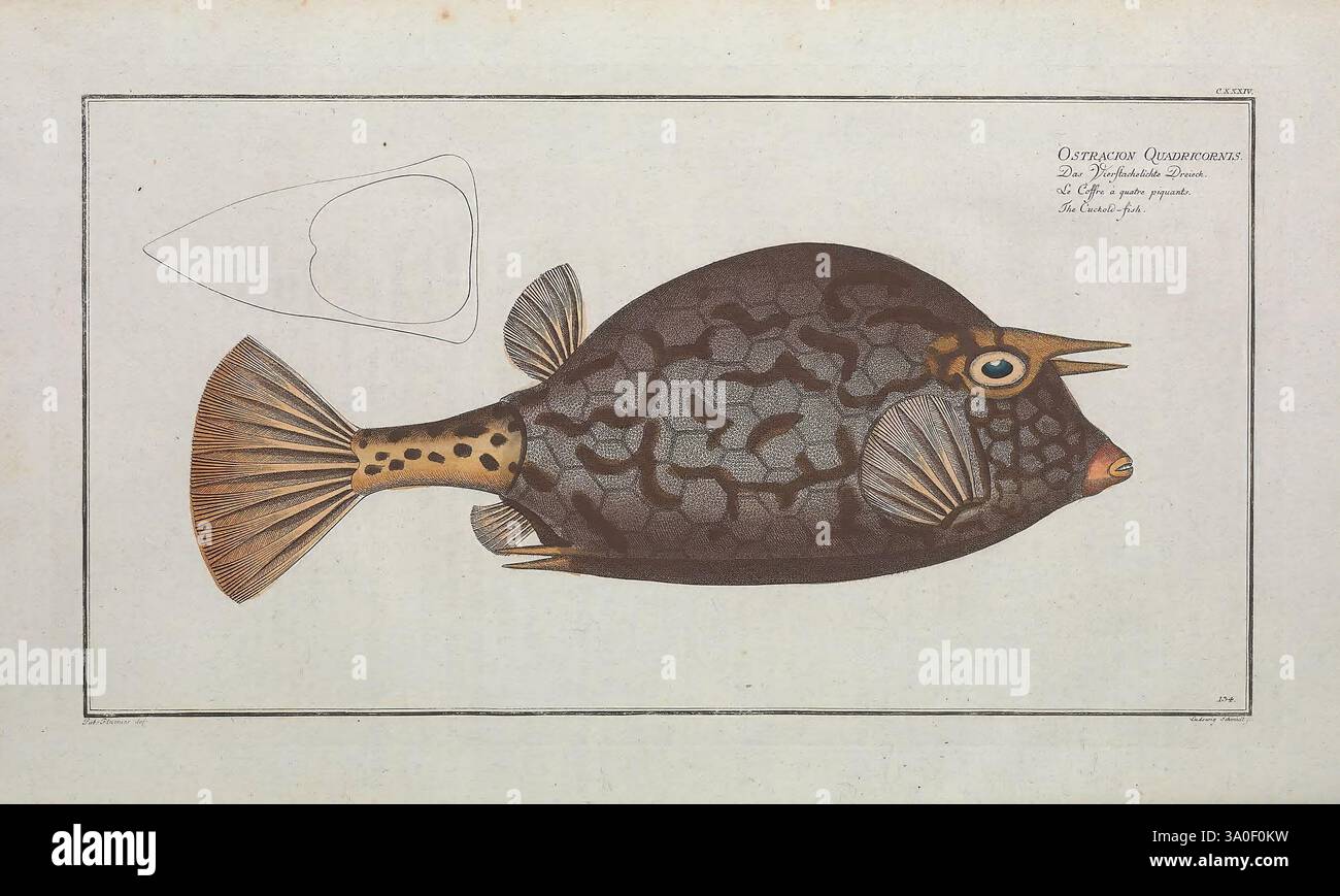 Elongated snout extends hi-res stock photography and images - Alamy