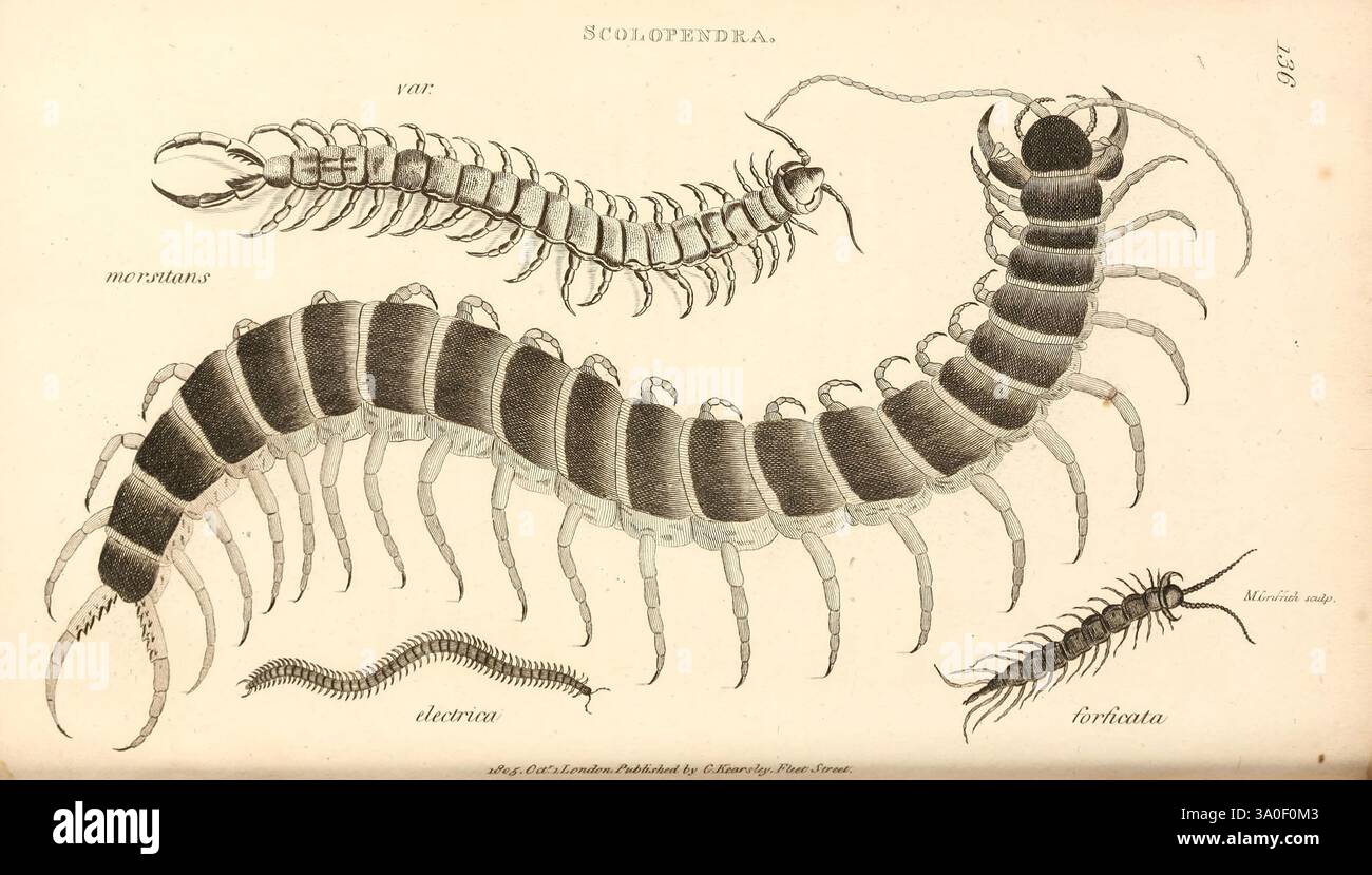 Various species of centipedes hi-res stock photography and images - Alamy