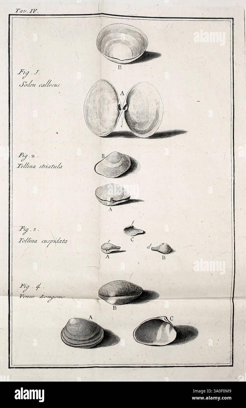 Zoologia Adriatica, Bassano, [G. Remondini e fl.], 1792, Italy, marine ...