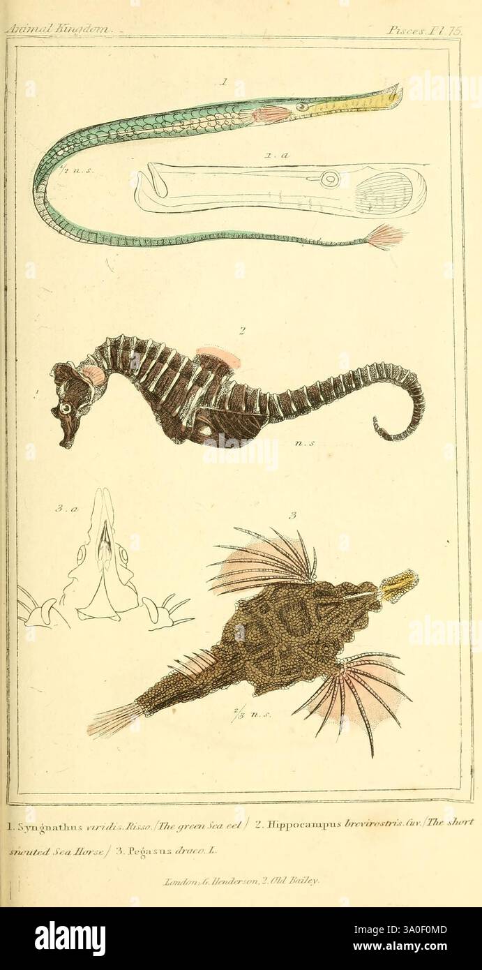 Showcasing distinct anatomical details hi-res stock photography and ...