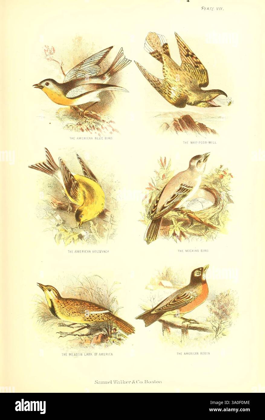 The living world Boston, Samuel Walker & Co, 1868-1870, c1868 ...