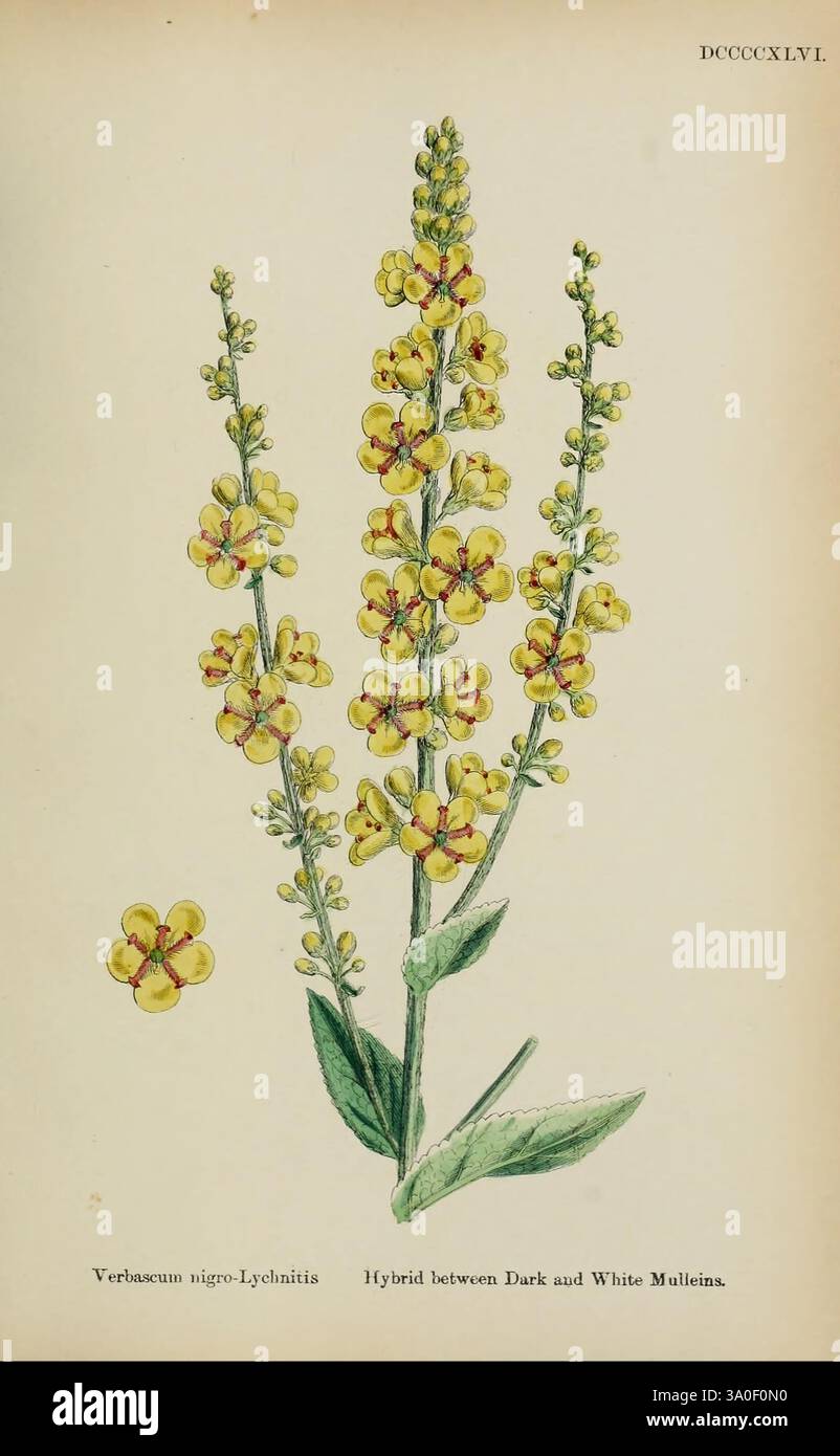 White mullein species hi-res stock photography and images - Alamy