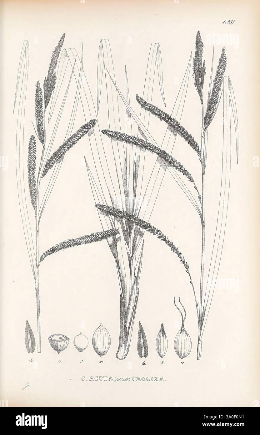 Illustrations of the genus Carex, London, William Pamplin, 1858-1867 ...
