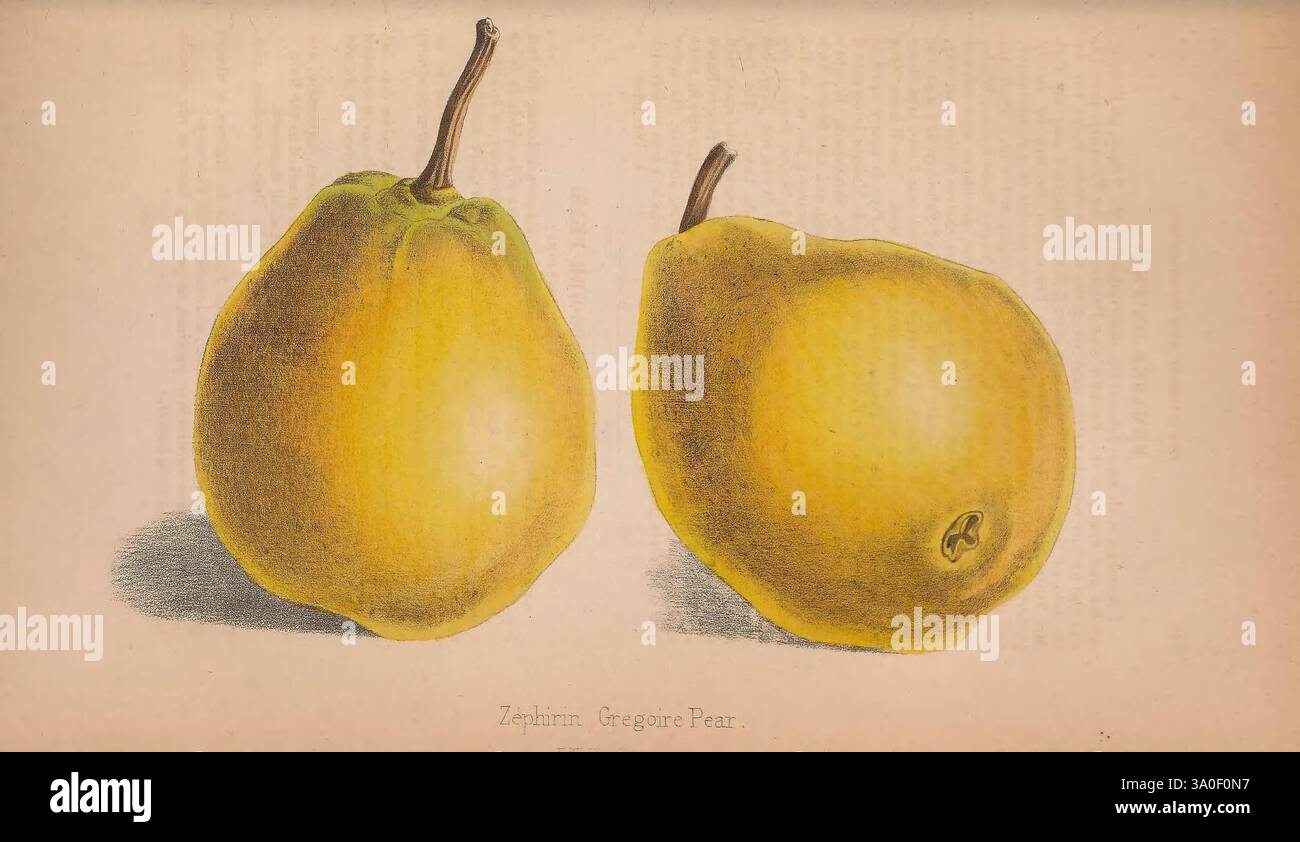 The florist and pomologist. London, 'Journal of Horticulture' Office ...