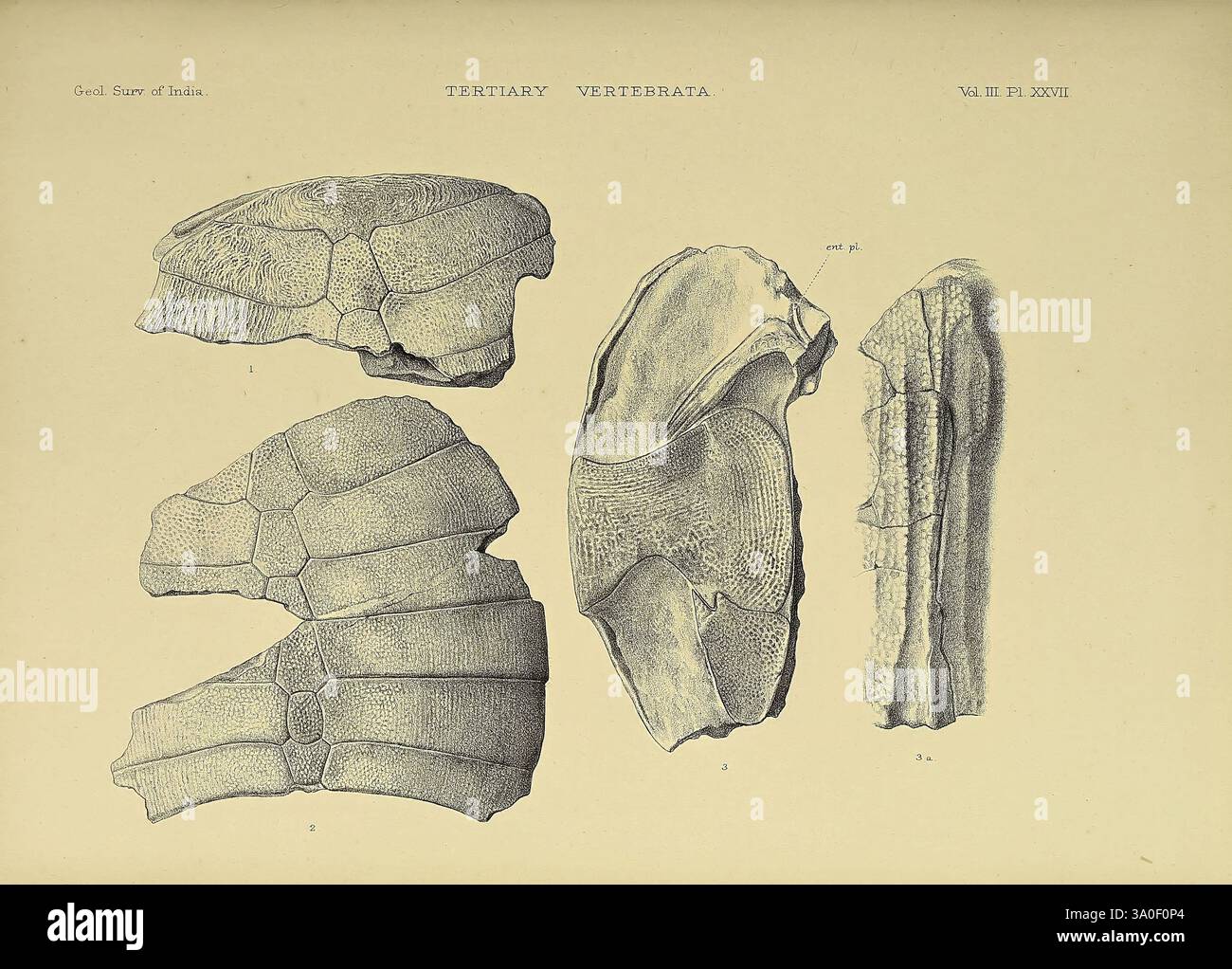 Informative study of reptilian anatomy hi-res stock photography and ...
