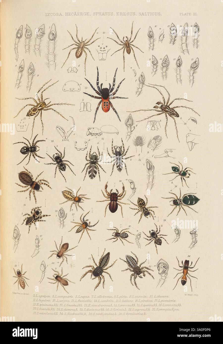 Detailed anatomy of individual spiders hi-res stock photography and ...