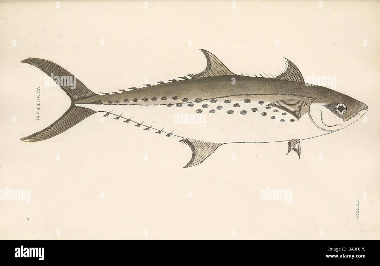 Elongated fish showcases prominent features hi-res stock photography ...