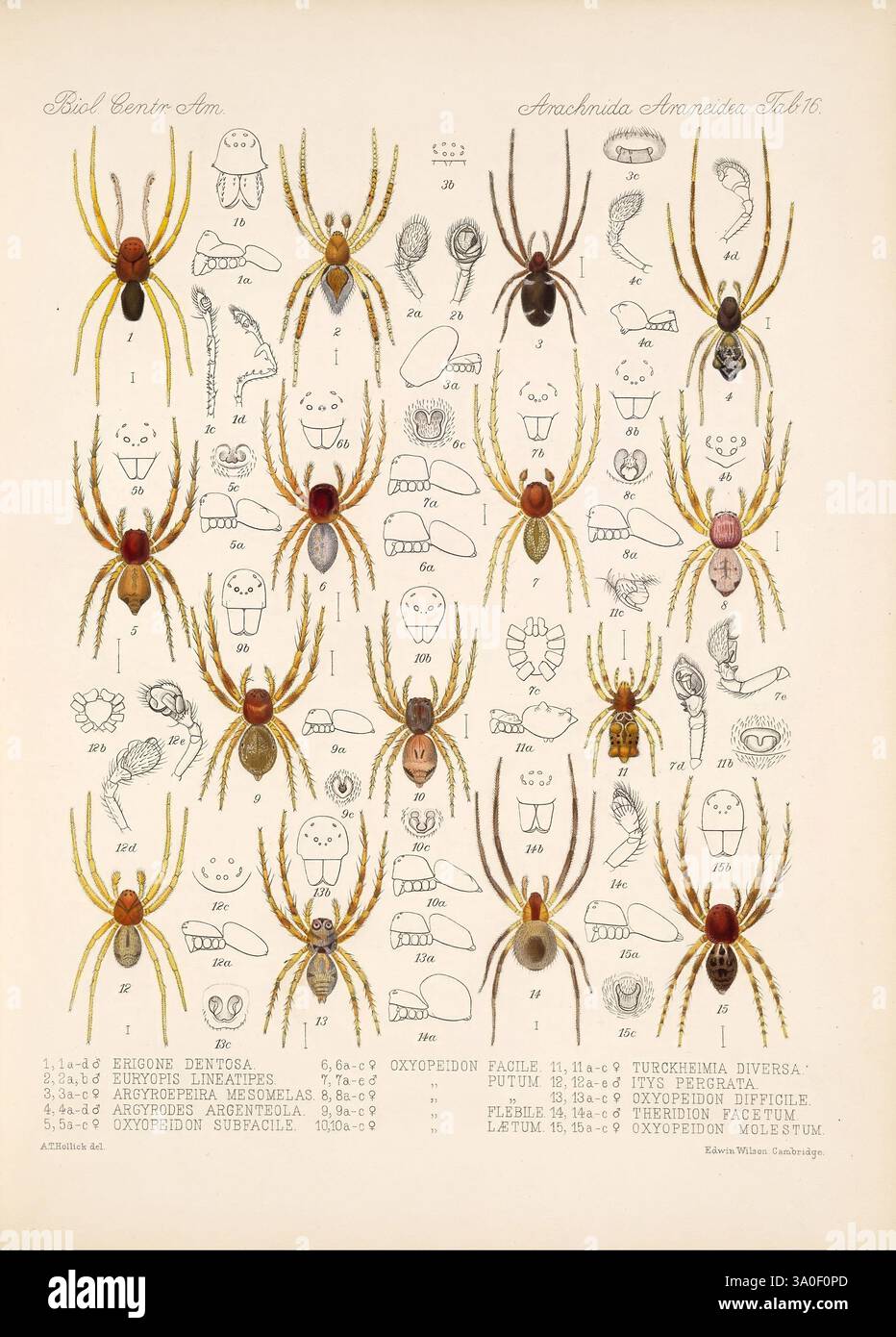 Featuring various species of spiders hi-res stock photography and ...