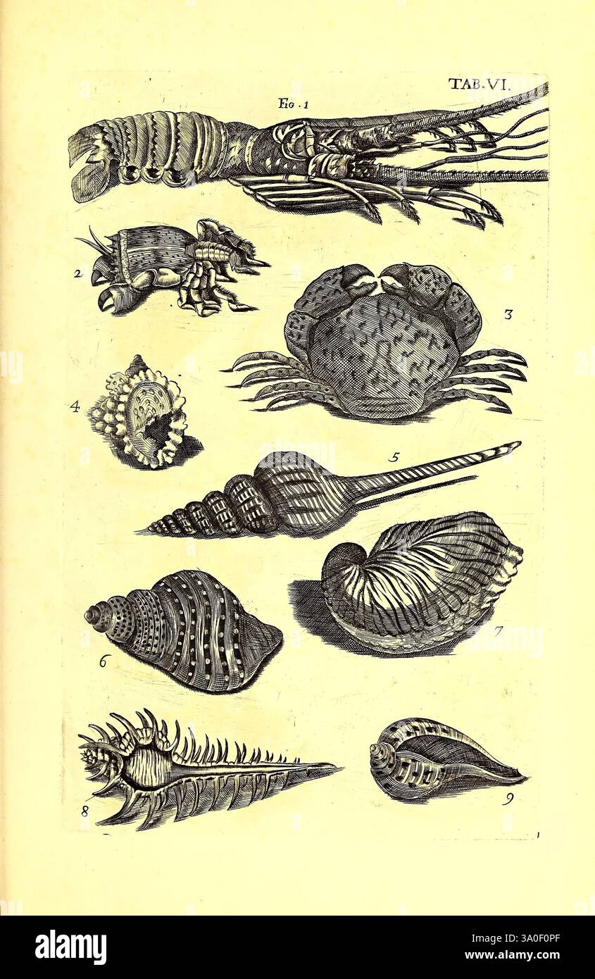 Several types of mollusks hi-res stock photography and images - Alamy