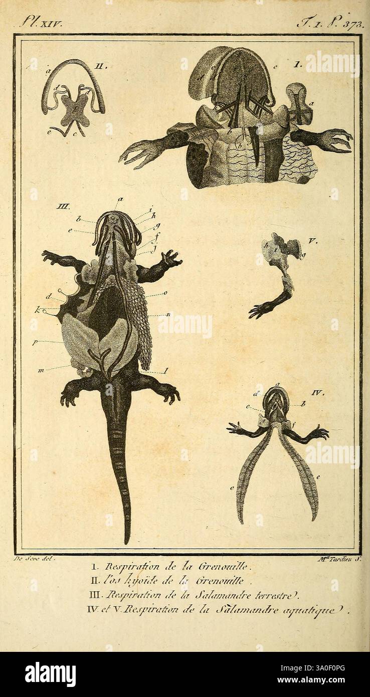 Creatures respiratory organs hi-res stock photography and images - Alamy