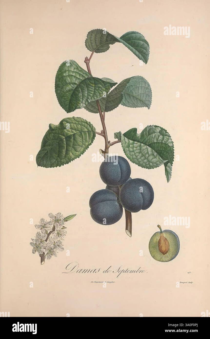 Pomologie française, Paris, Langlois et Leclercq, 1846, arbres ...
