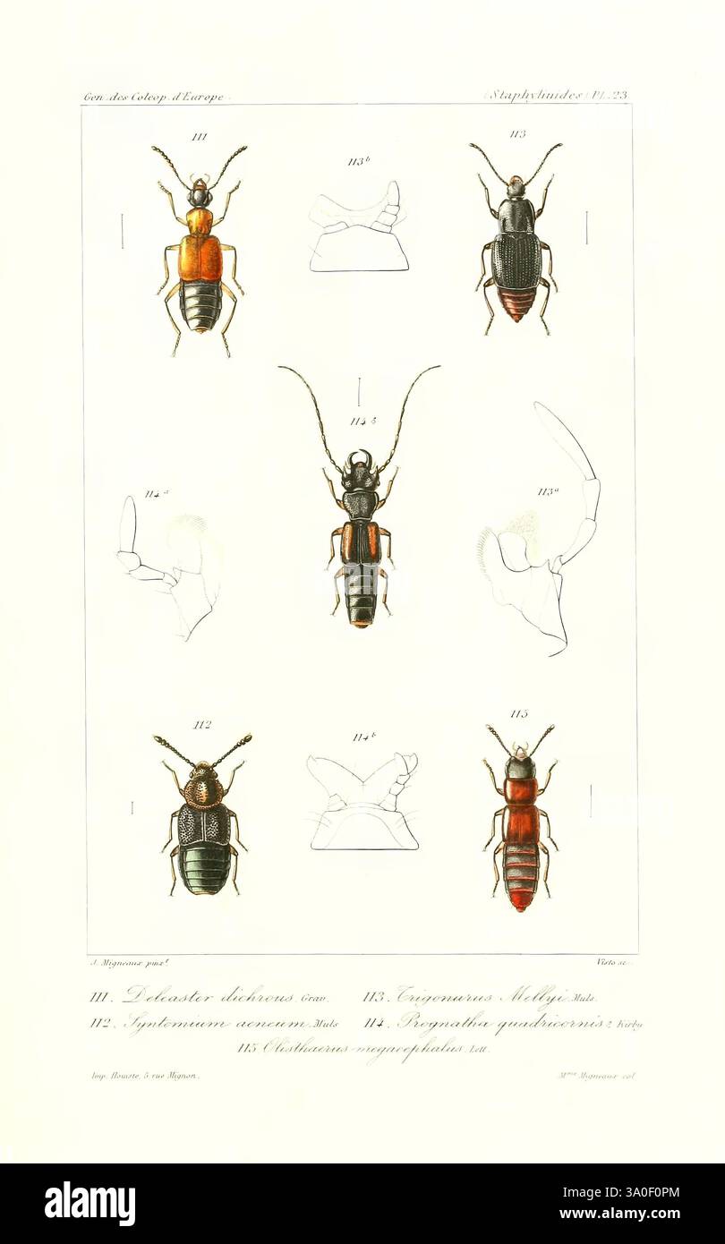 Bottom row presents different angles of two additional beetles hi-res ...