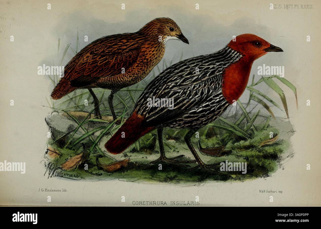 Lower bird displays rich hi-res stock photography and images - Alamy