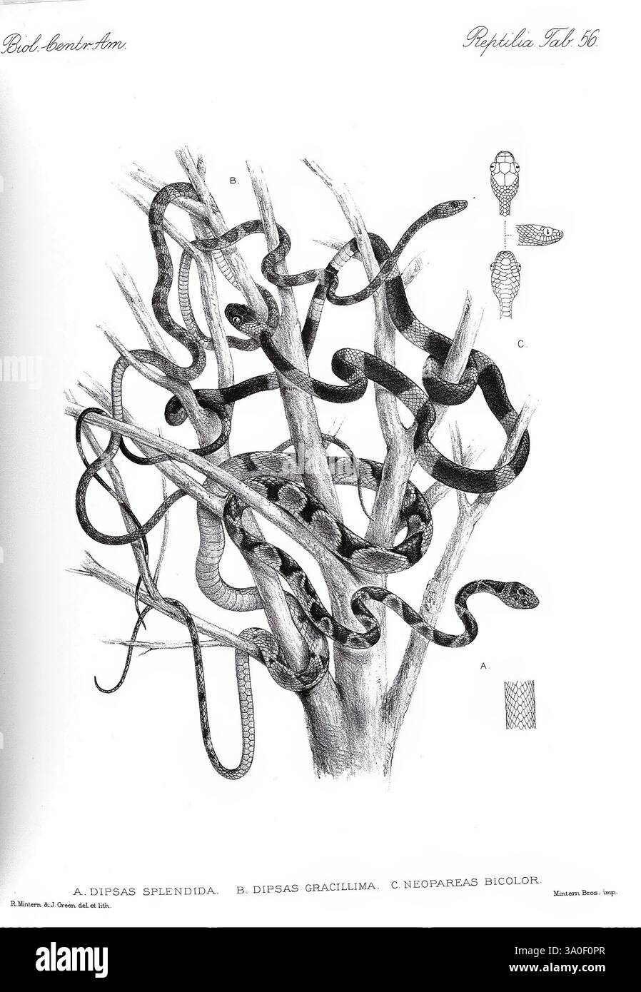 Biologia Centrali-Americana, London, 1879-1915. Archaeology, Botany ...