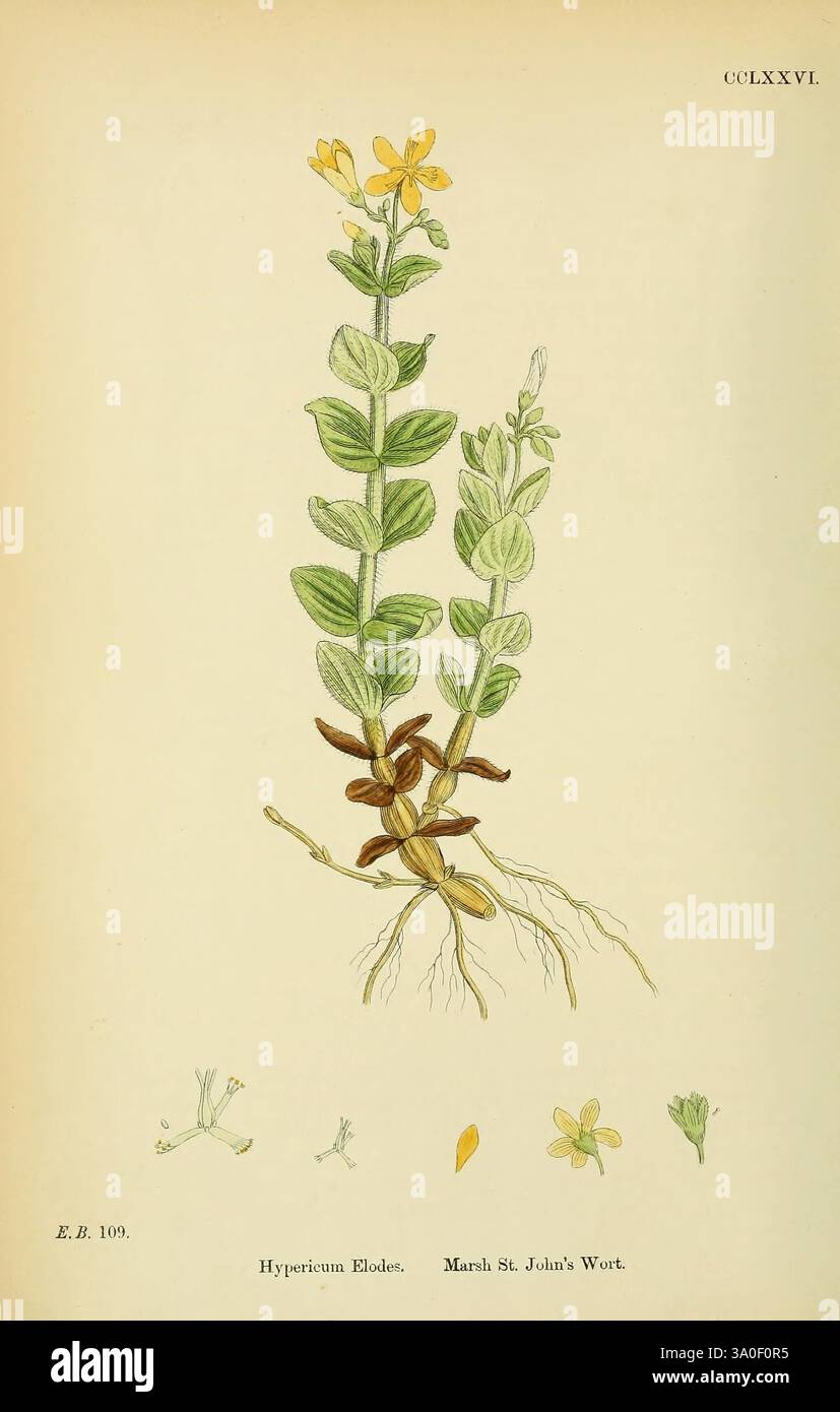 English, botany, coloured, figures, British, plants, London, R ...