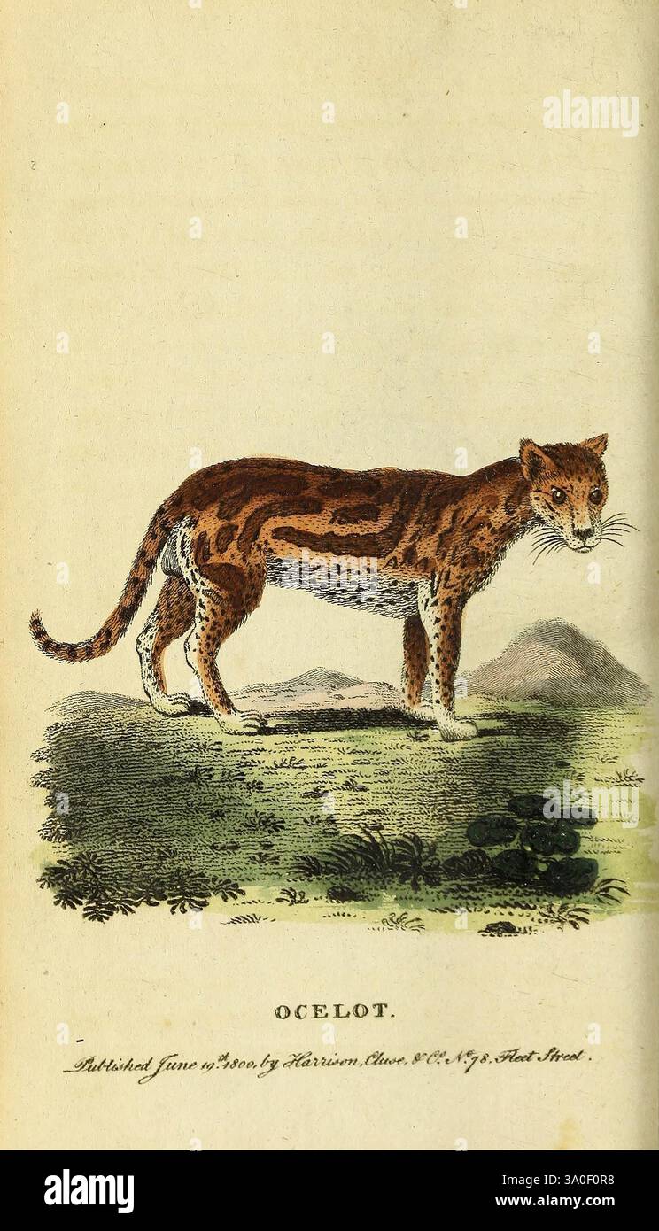 Ocelot stands hi-res stock photography and images - Alamy