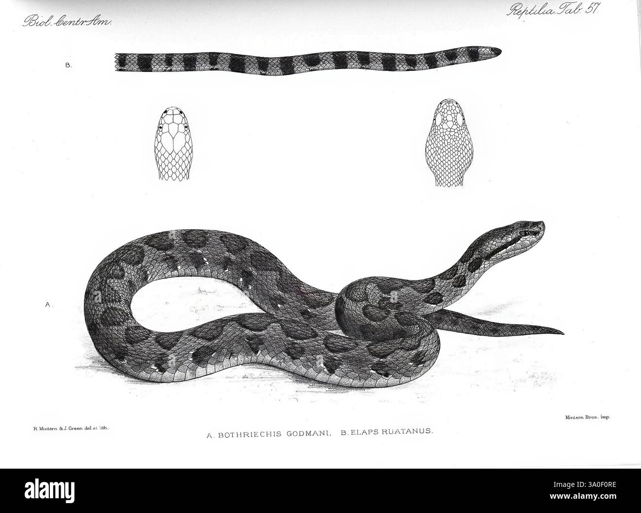 Biologia Centrali-Americana, London, 1879-1915, Archaeology, Botany ...