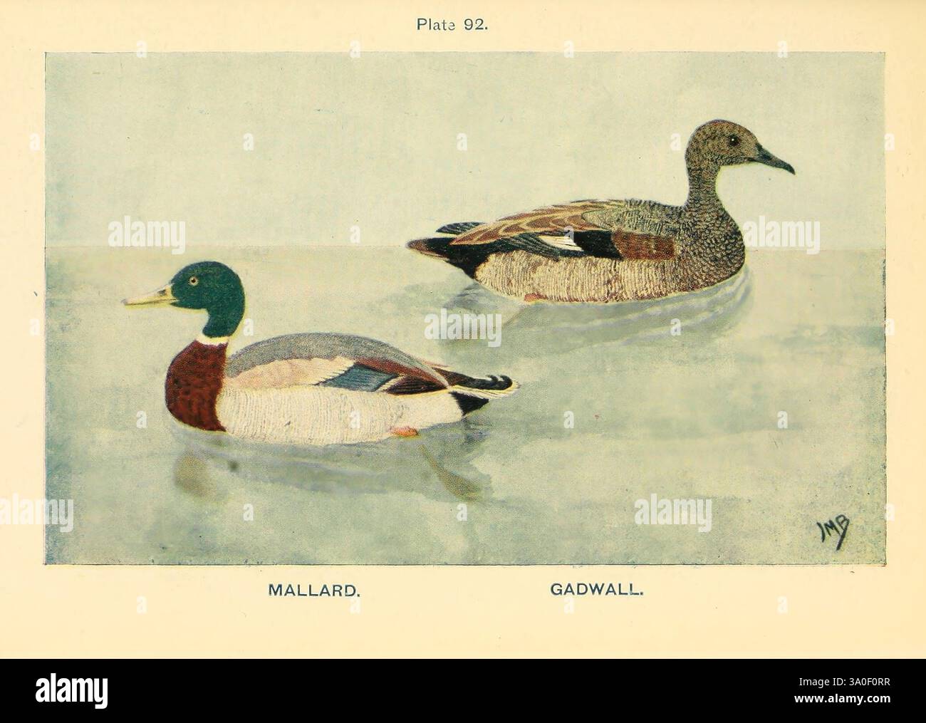 Female gadwall displays hi-res stock photography and images - Alamy