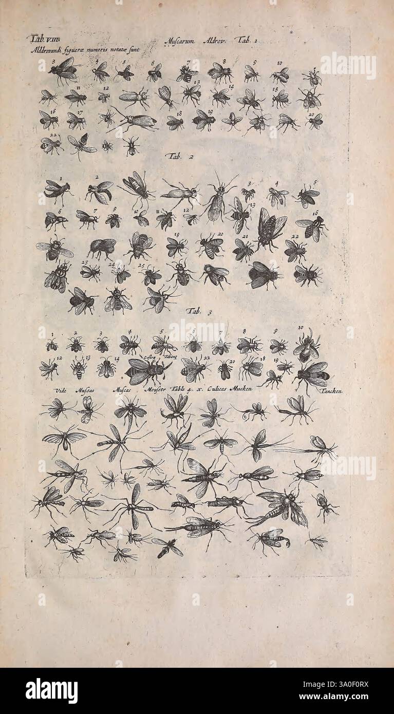 Even broader selection of insects hi-res stock photography and images ...