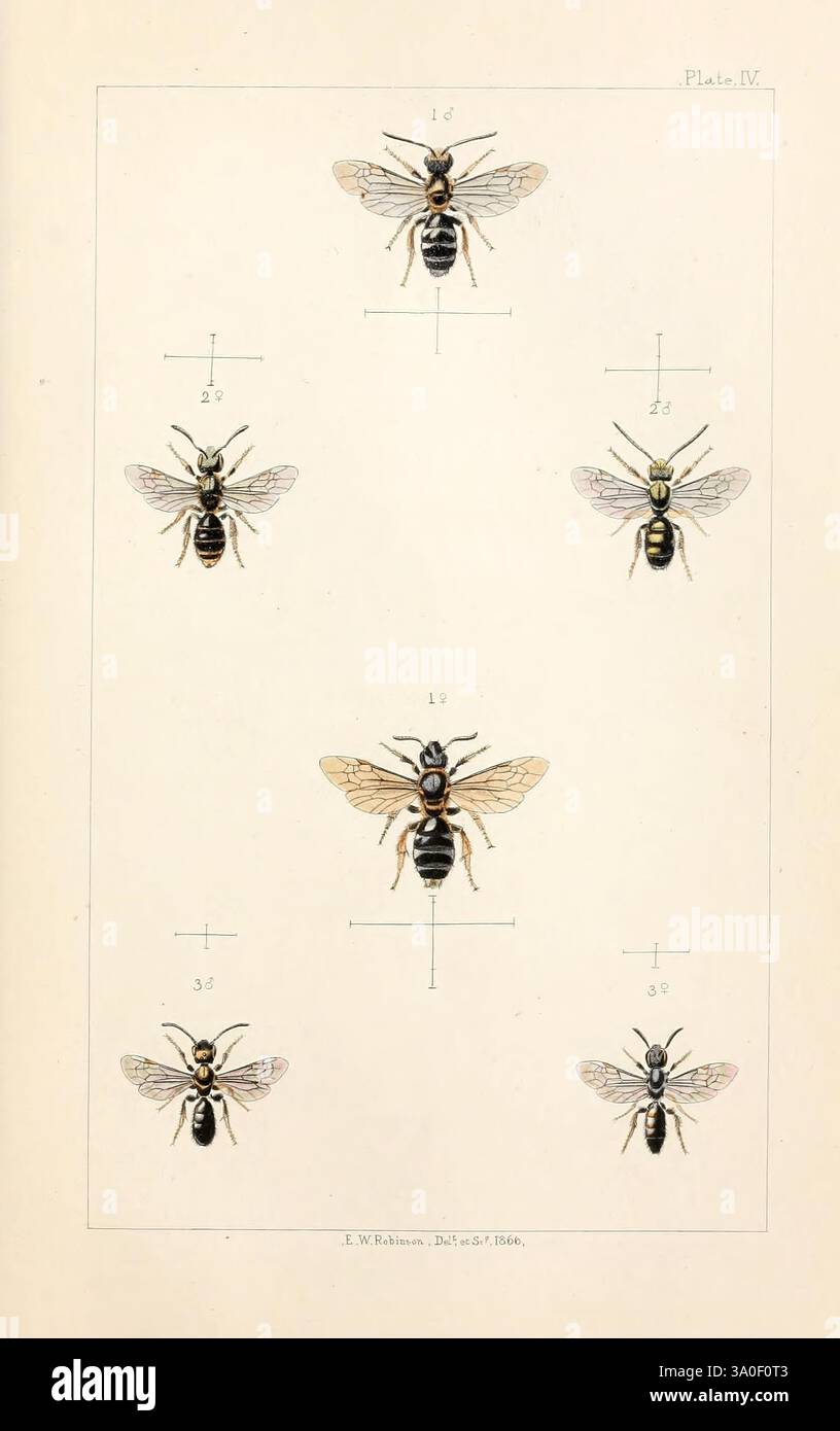 Three older specimens hi-res stock photography and images - Alamy