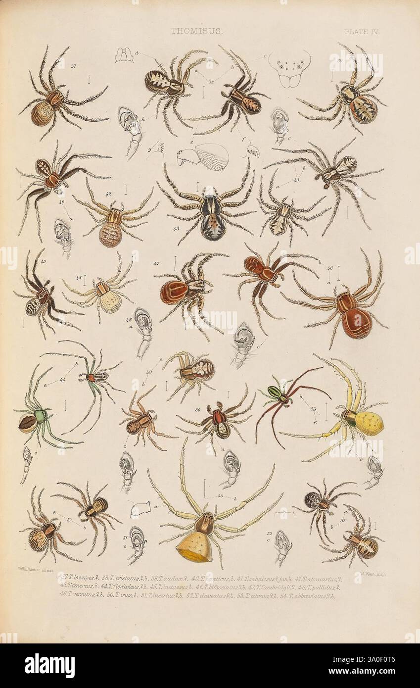 Diverse array of spiders hi-res stock photography and images - Alamy