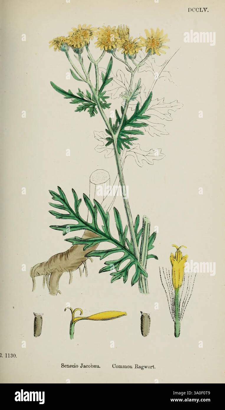 Slender phyllaries hi-res stock photography and images - Alamy