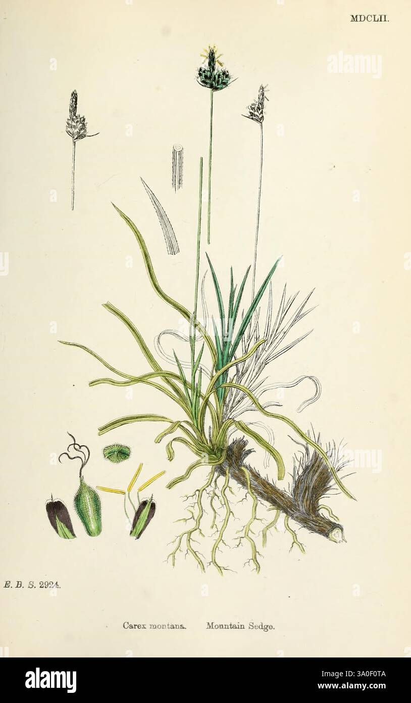 English, botany, Coloured figures of British plants, London, R ...