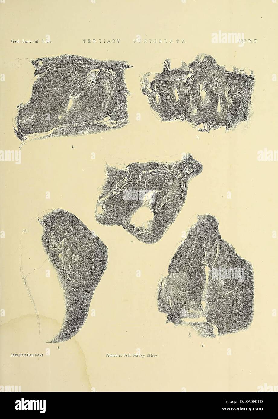Indian Tertiary and post Tertiary Vertebrata, Calcutta, Geological ...