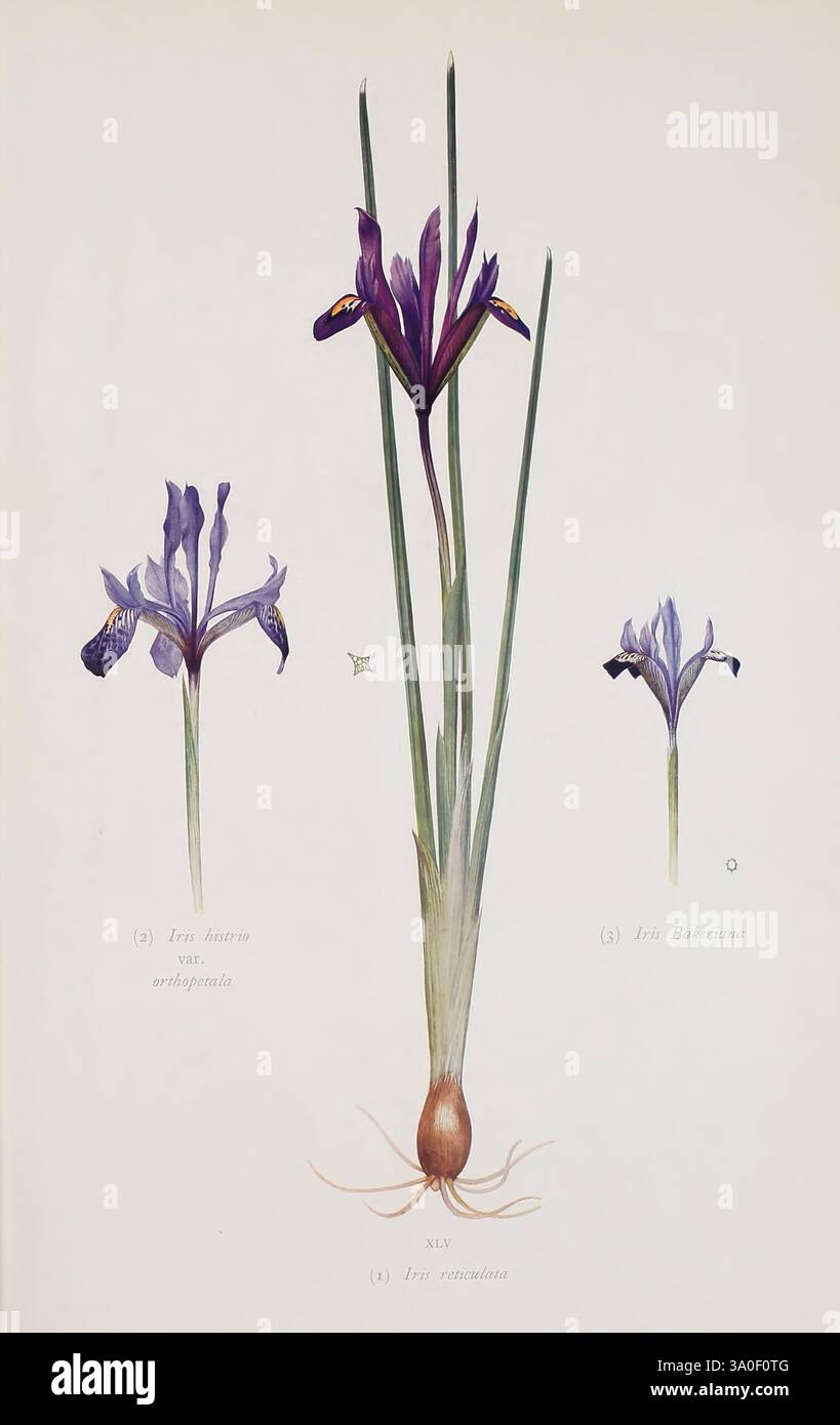The genus Iris, Cambridge [Cambridgeshire], 1913, iris, pictorial works ...