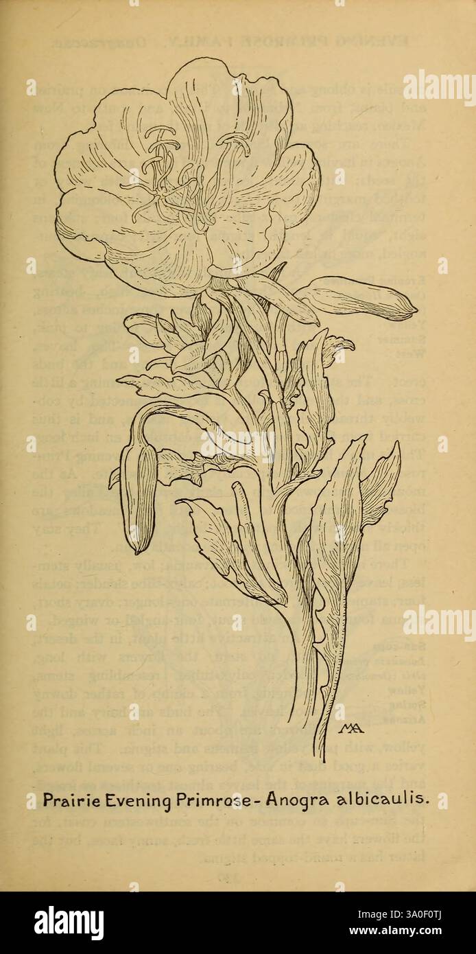 Family onagraceae whites evening primrose primrose white flow hi-res ...