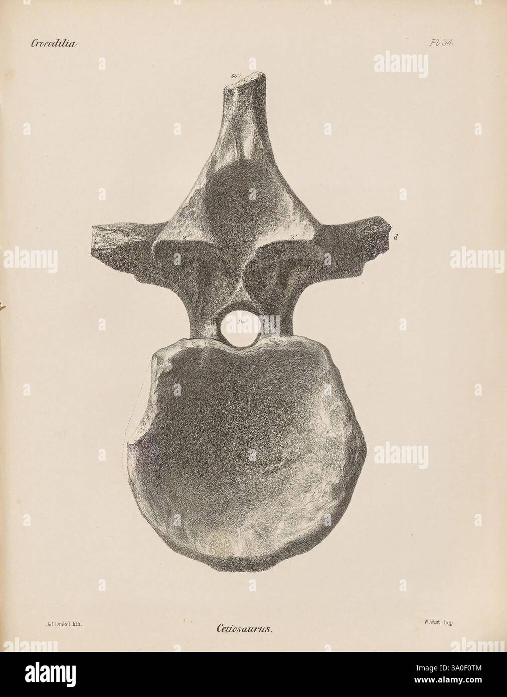 A history of British fossil reptiles, London, Cassell & Company Limited ...