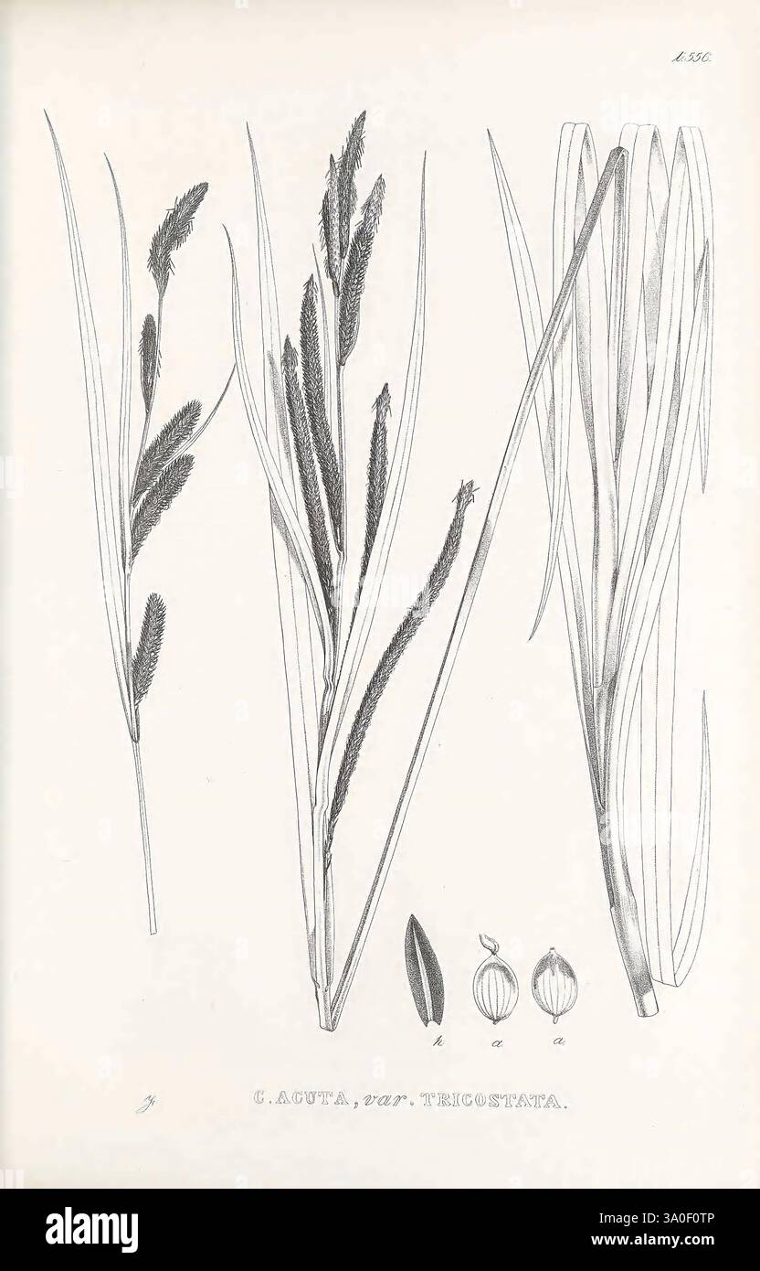 Illustrations of the genus Carex, London, William Pamplin, 1858-1867 ...