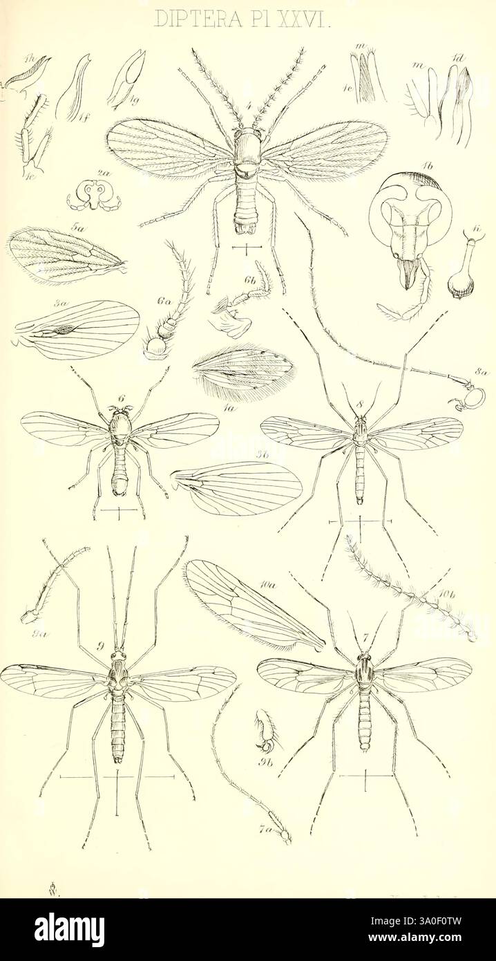 Detailed anatomical drawings of various species within hi-res stock ...