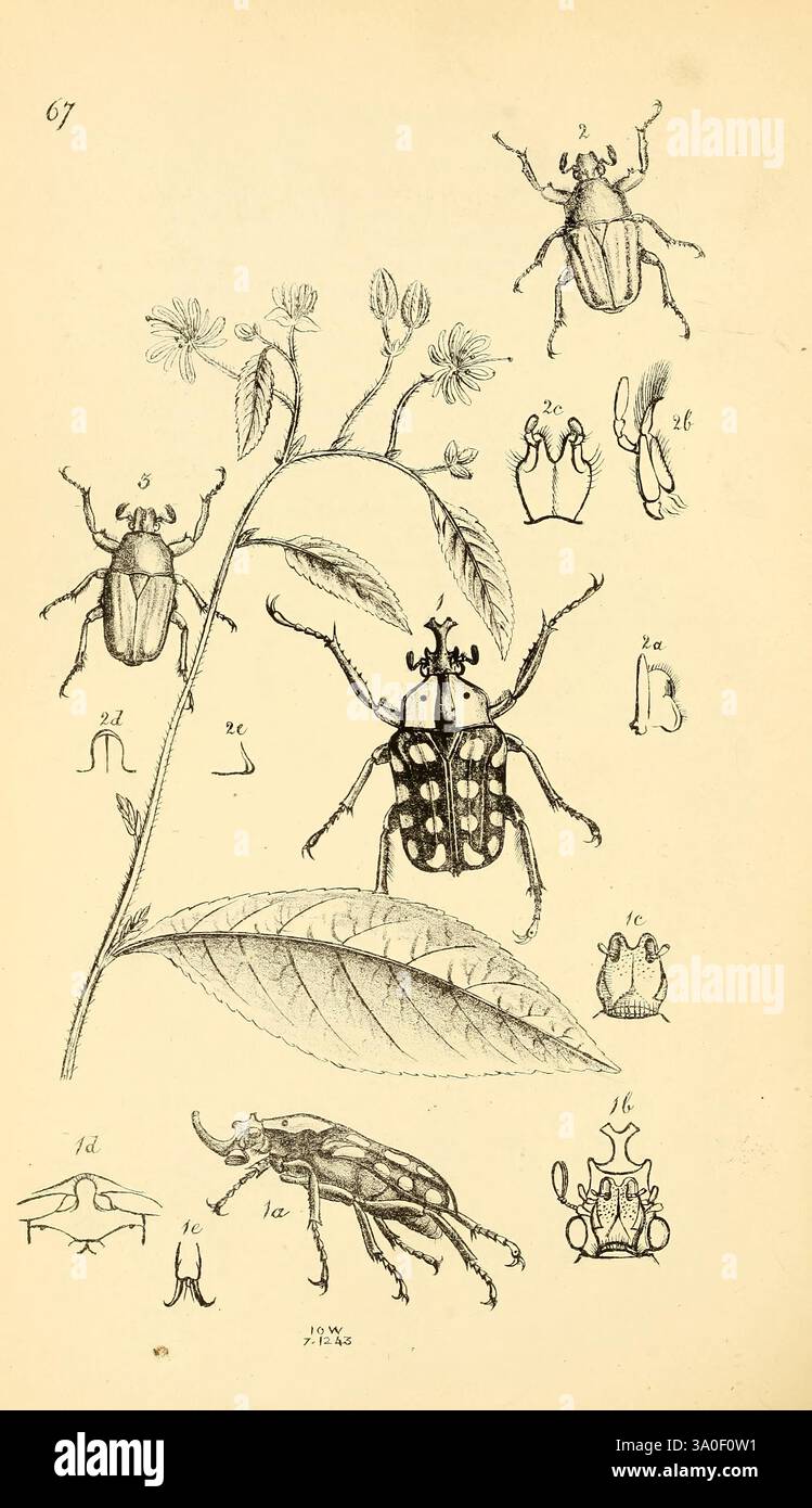 Arcana entomologica, or Illustrations of new, rare, and interesting ...