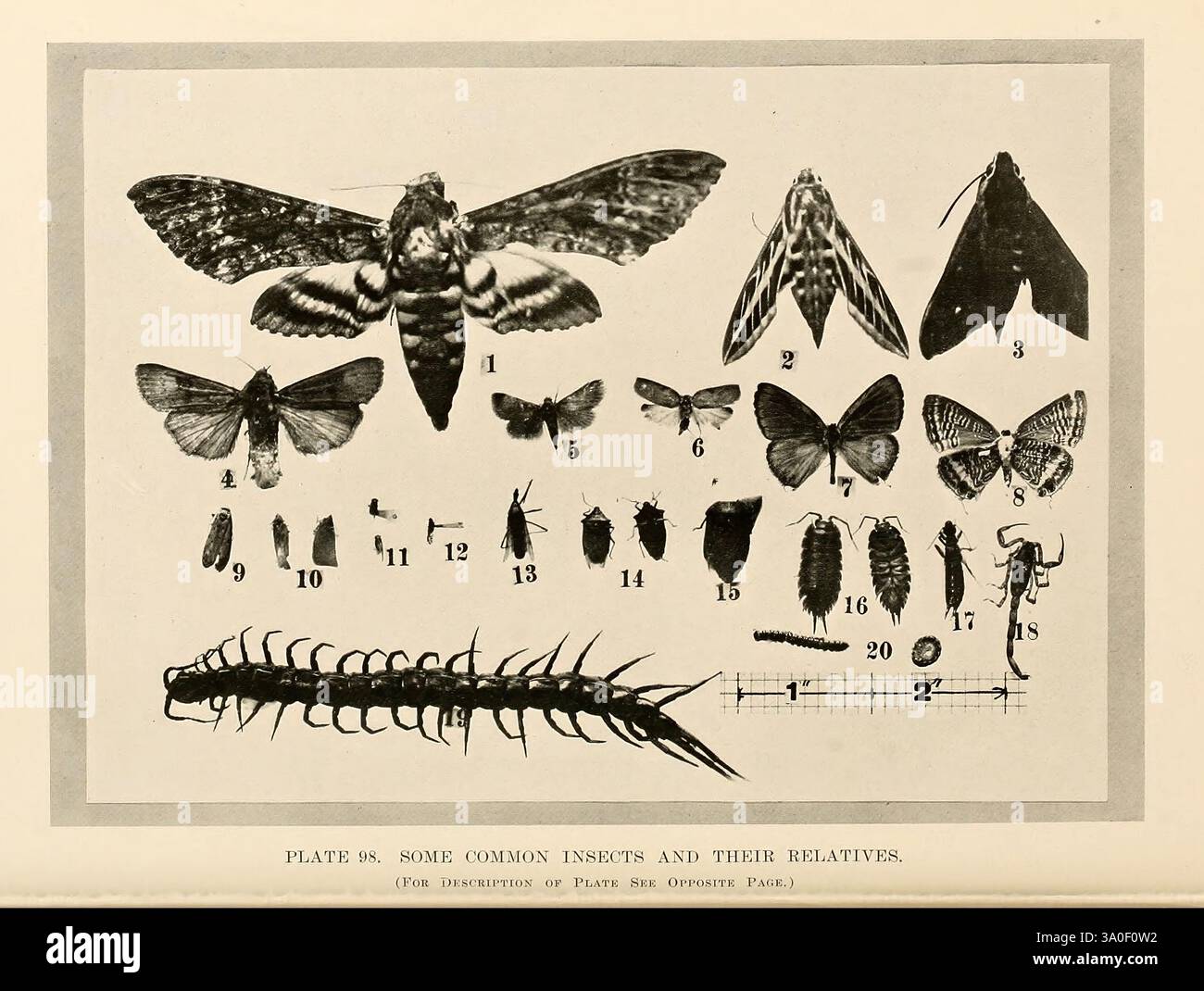Detailed illustration features various common insects hi-res stock ...
