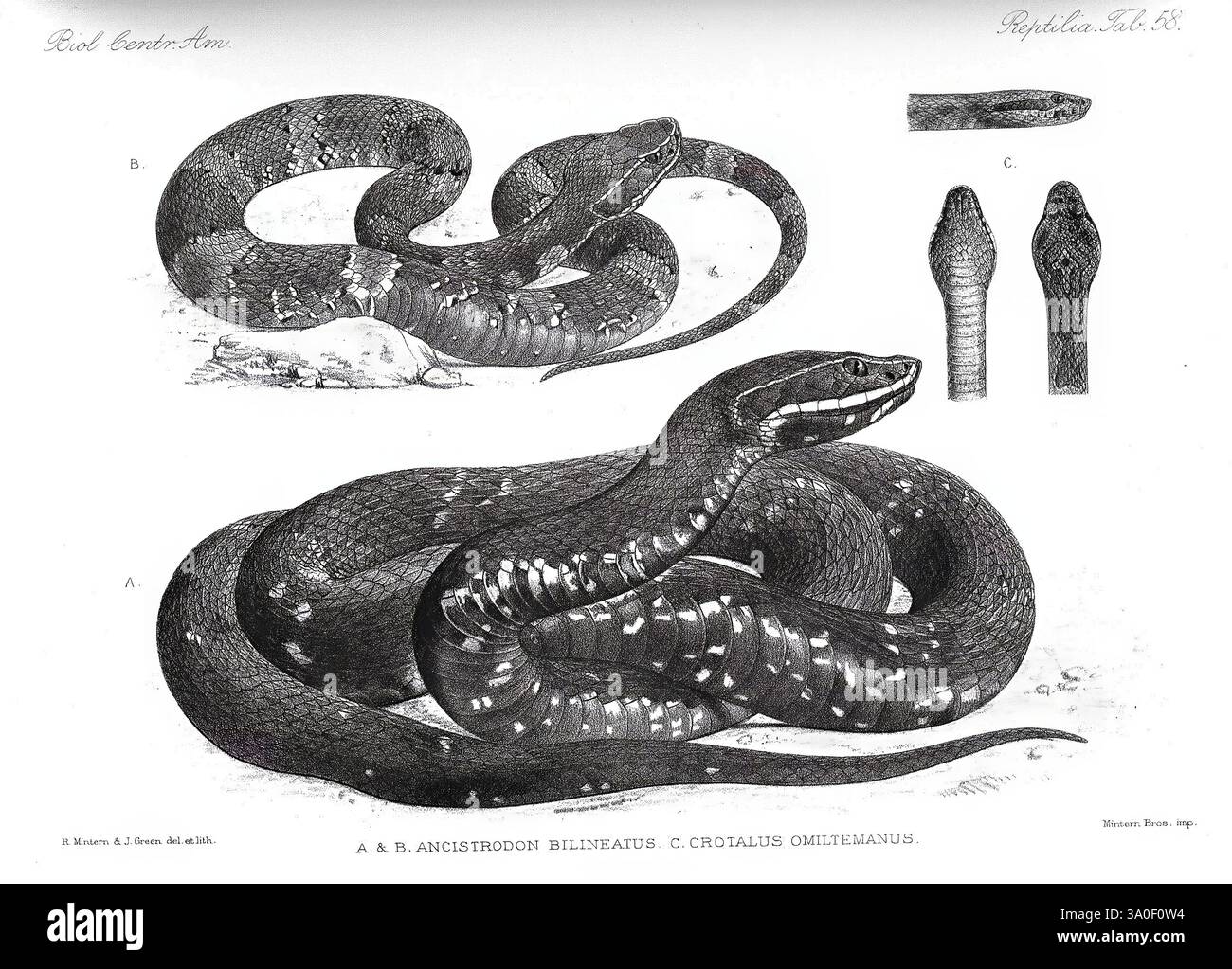 Snake jaw tail hi-res stock photography and images - Alamy